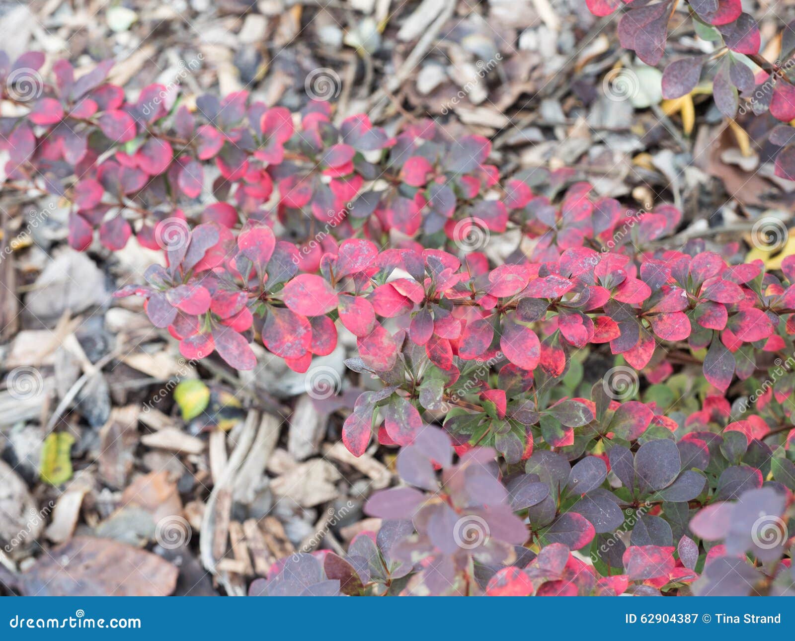 Fall greenery stock image. Image of color, closeup, beauty - 62904387