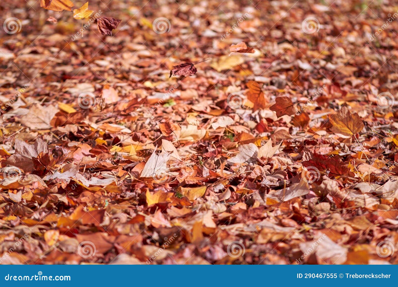 Fall, Ground Covered with Autumn Leaves Stock Image - Image of seasonal ...