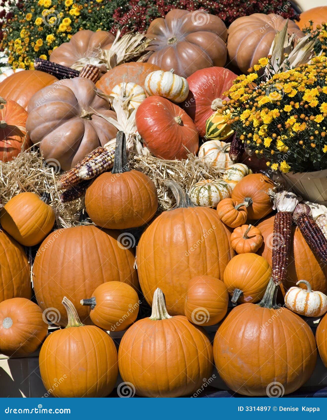 Fall Harvest stock image. Image of mums, thanksgiving - 3314897