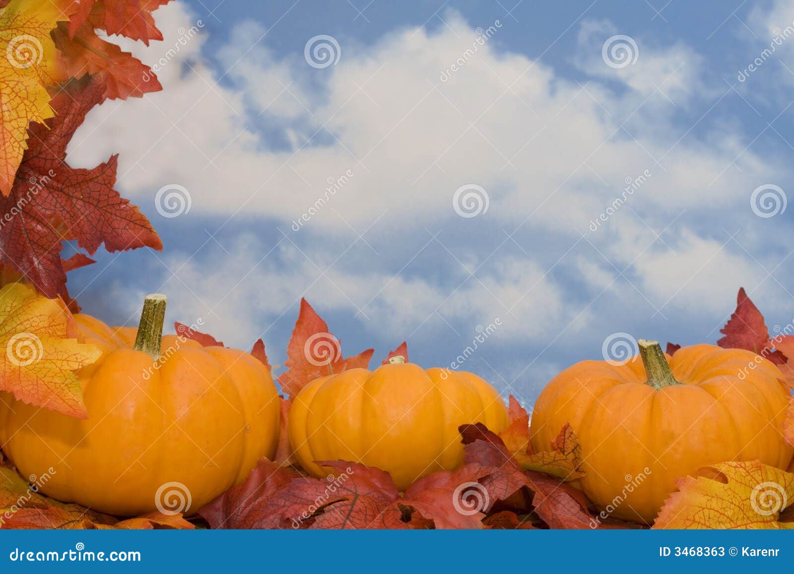 Harvest Border Portrait