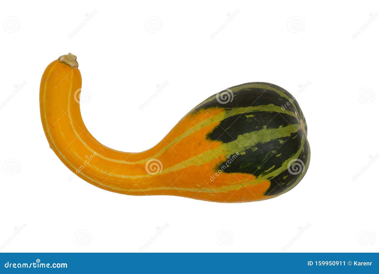 Fall Harvest Colored Vegetable Gourd Isolated on White Stock Image ...