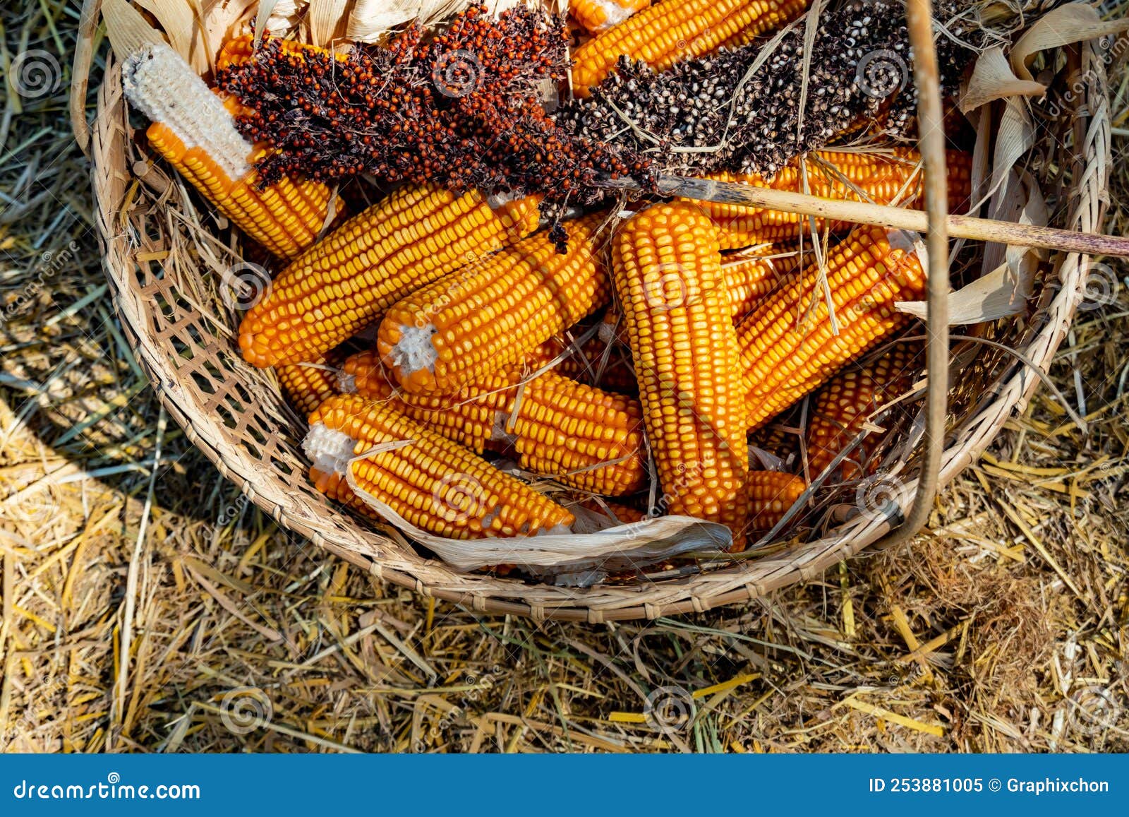 Fall Harvest Cornucopia. Fresh Corn Stock Image - Image of garden, fall ...