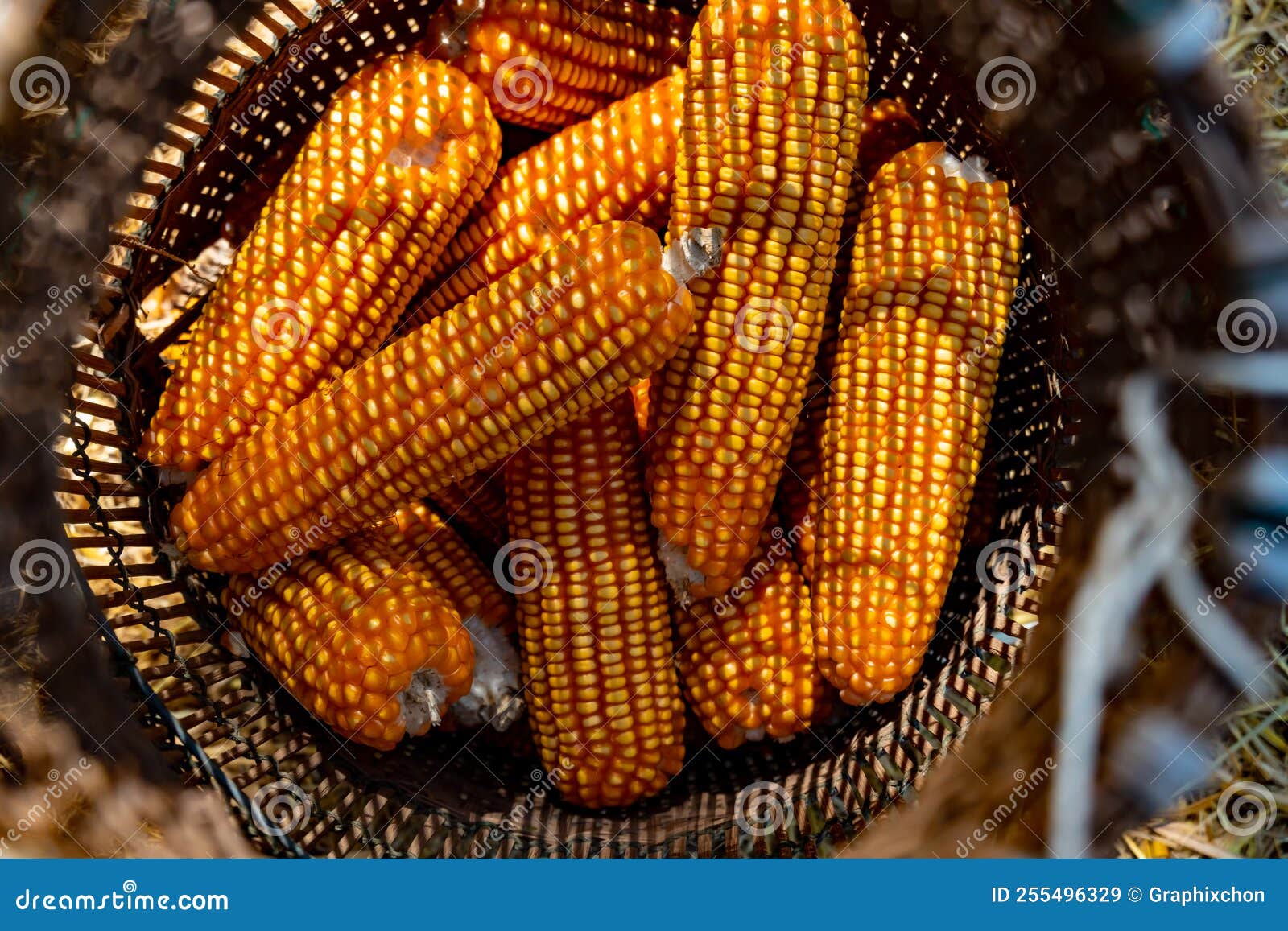 Fall Harvest Cornucopia. Picking Corn in the Farm Stock Image - Image ...