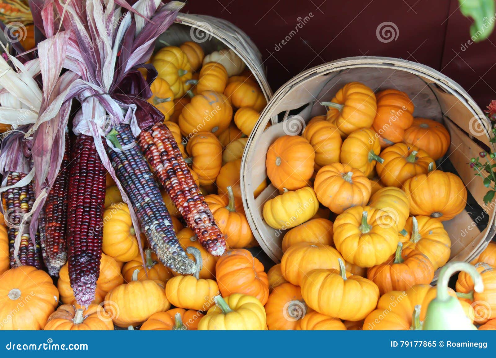 Fall harvest scene stock image. Image of mini, farm, maize - 79177865