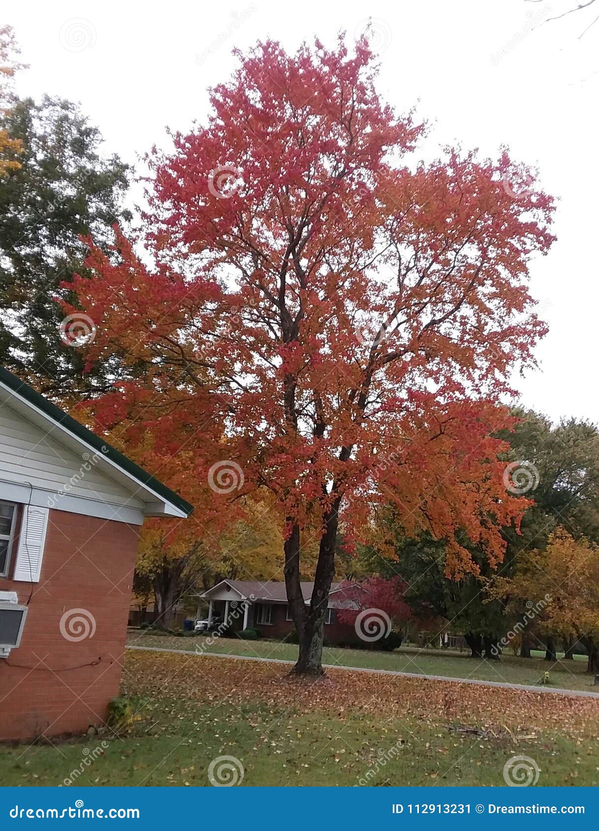 Fall has arrived stock image. Image of fall, arrived - 112913231