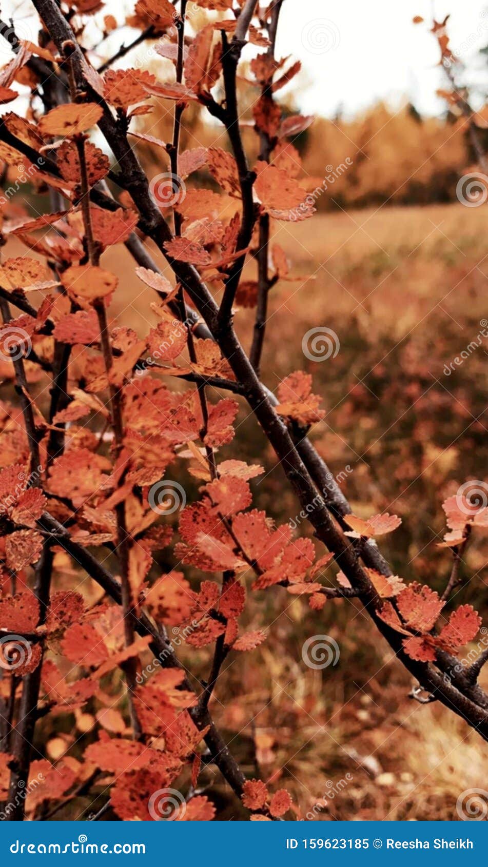Fall has arrived stock image. Image of arrived, forest - 159623185