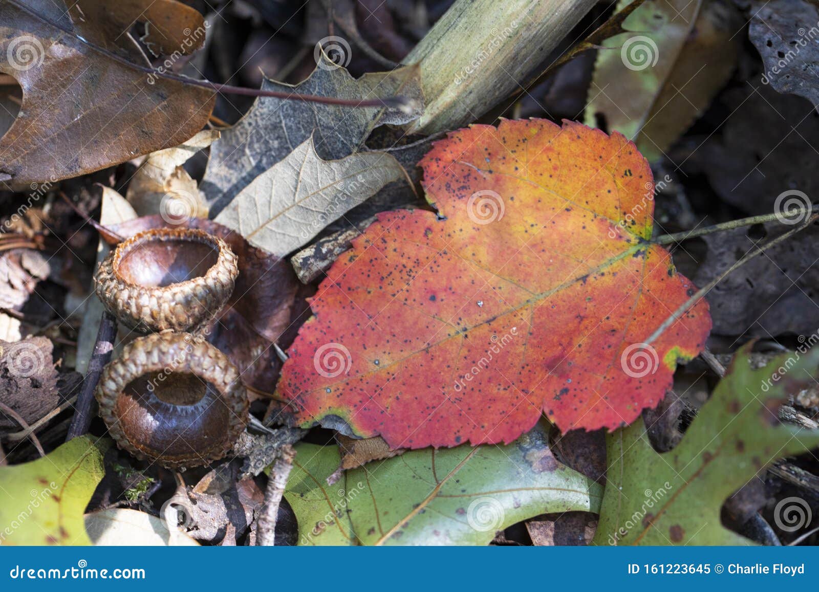 Fall Has Arrived stock image. Image of colored, diffuse - 161223645