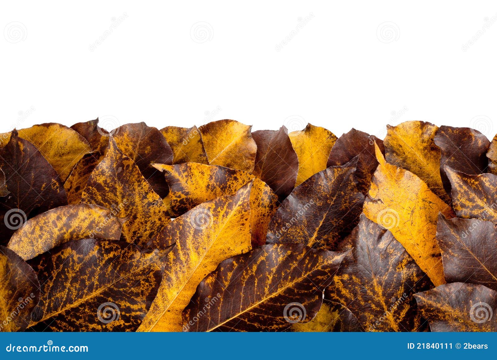 Fall hawthorn leaves stock image. Image of element, leaves - 21840111