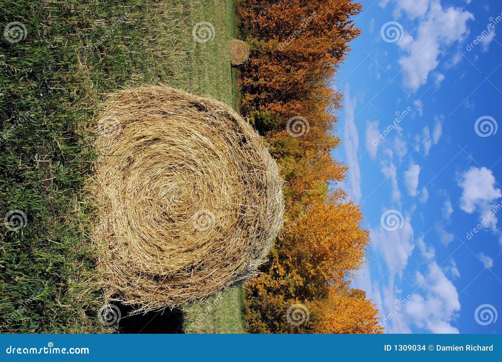Fall Hay Bale stock photo. Image of agronomic, agriculture - 1309034
