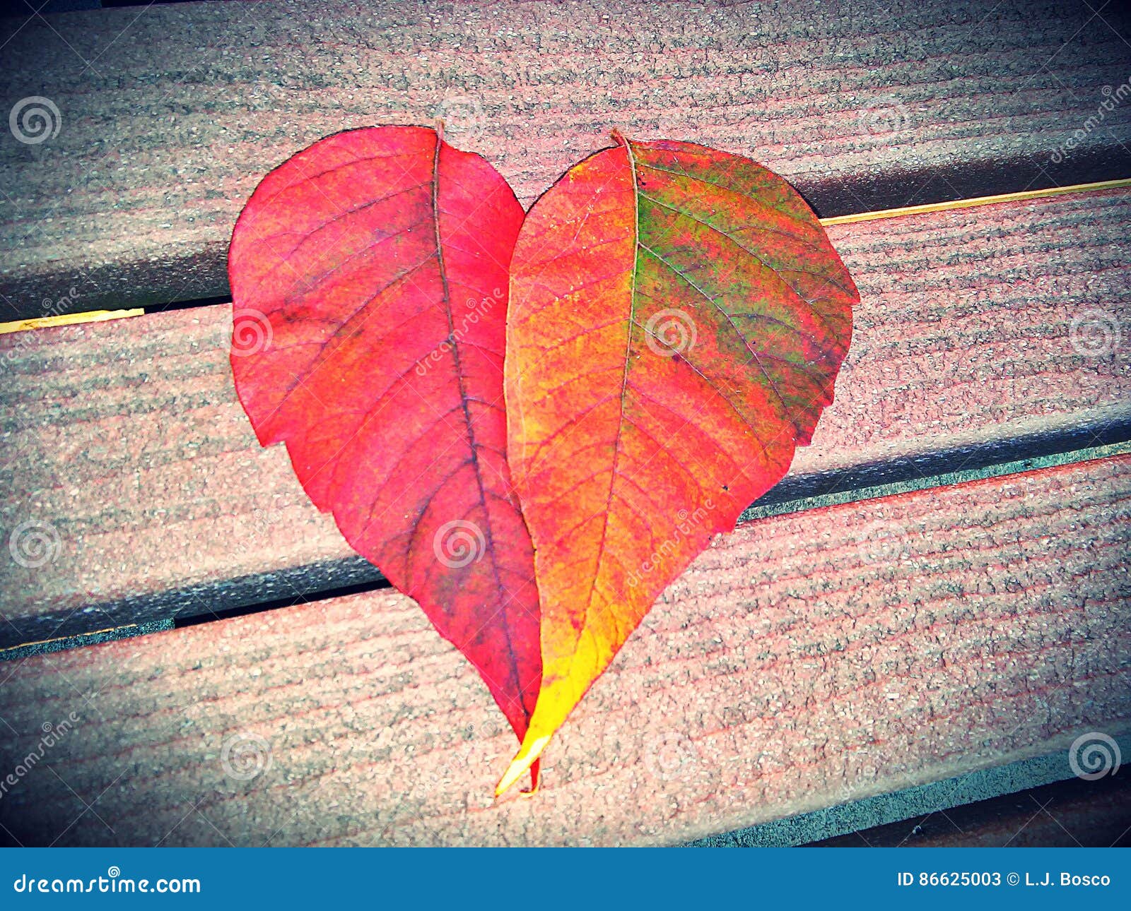 Fall heart leaves stock image. Image of heart, leaves - 86625003