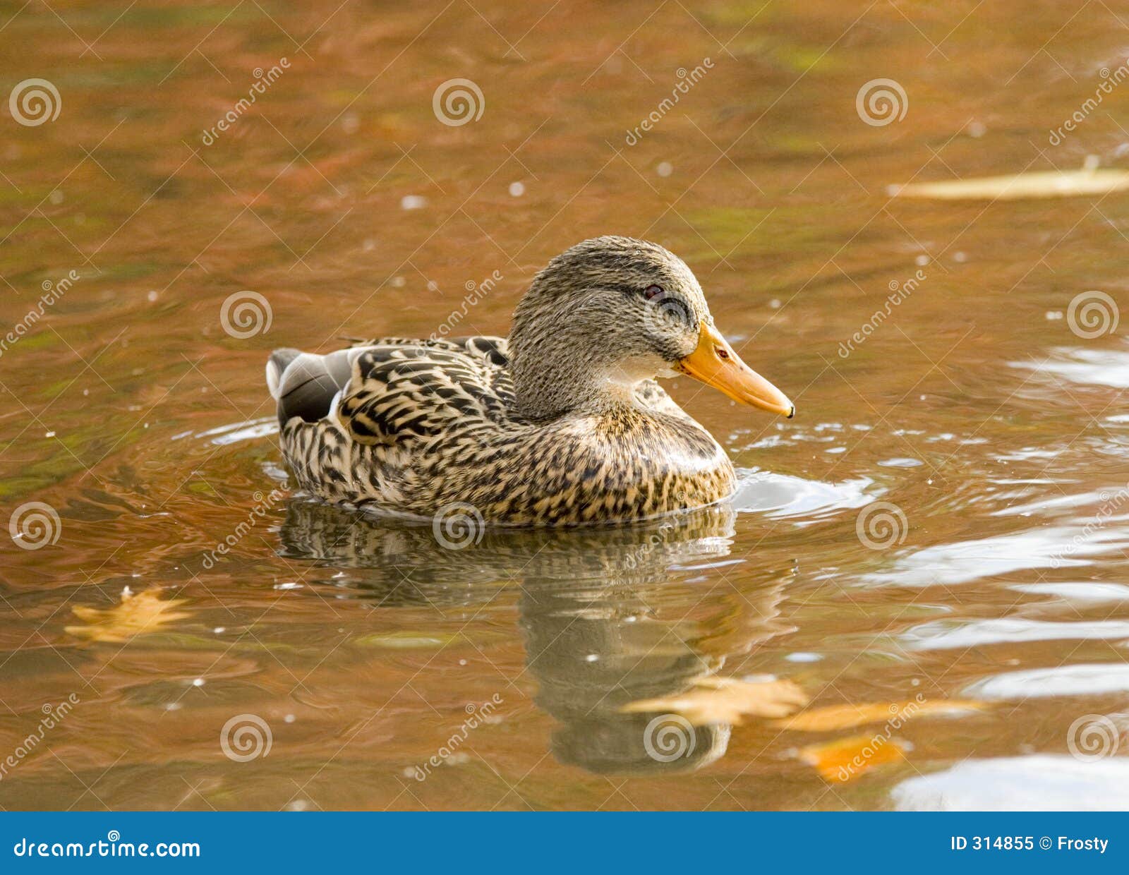 Fall hen stock image. Image of duck, fall, feathers, water - 314855