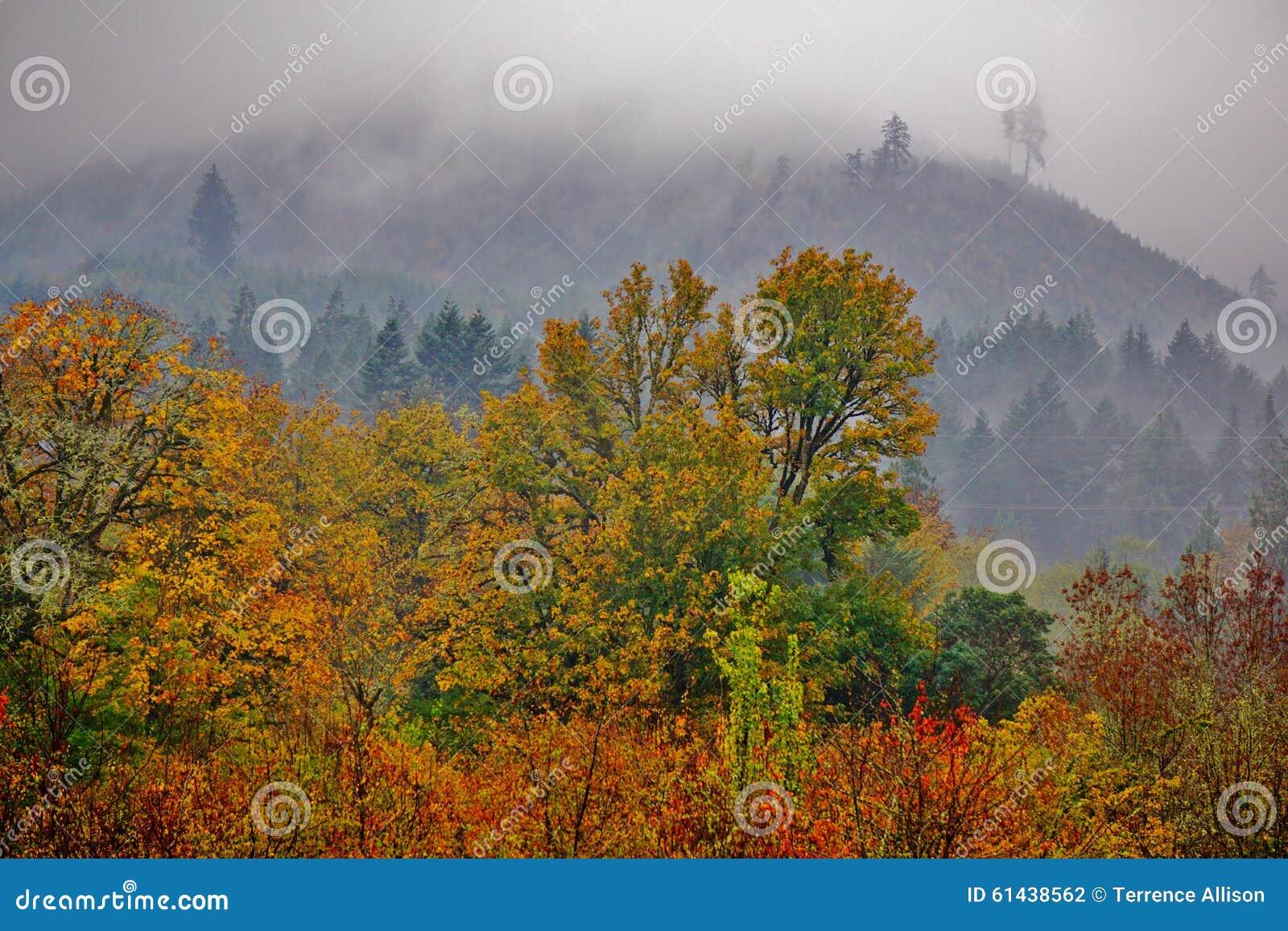 Fall hill stock photo. Image of hiking, forest, changing - 61438562