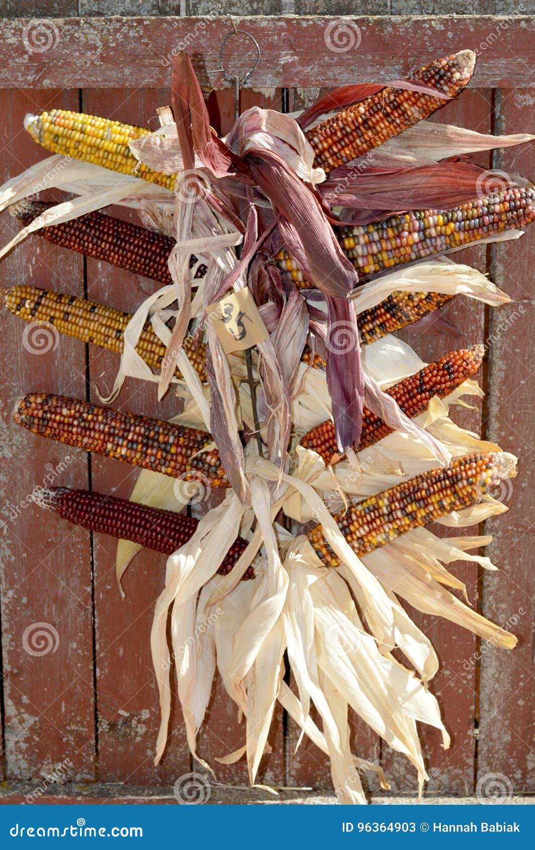 Fall Indian Corn Decoration Stock Image - Image of thanksgiving, fall ...