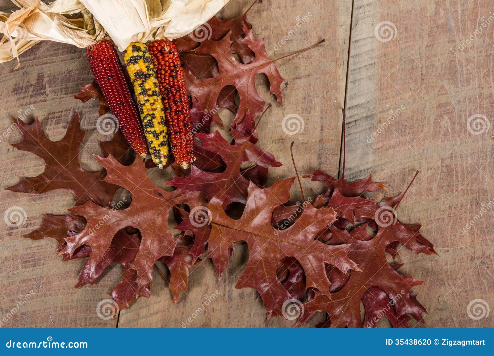 Fall Indian Corn with Leaves Stock Photo - Image of plants ...