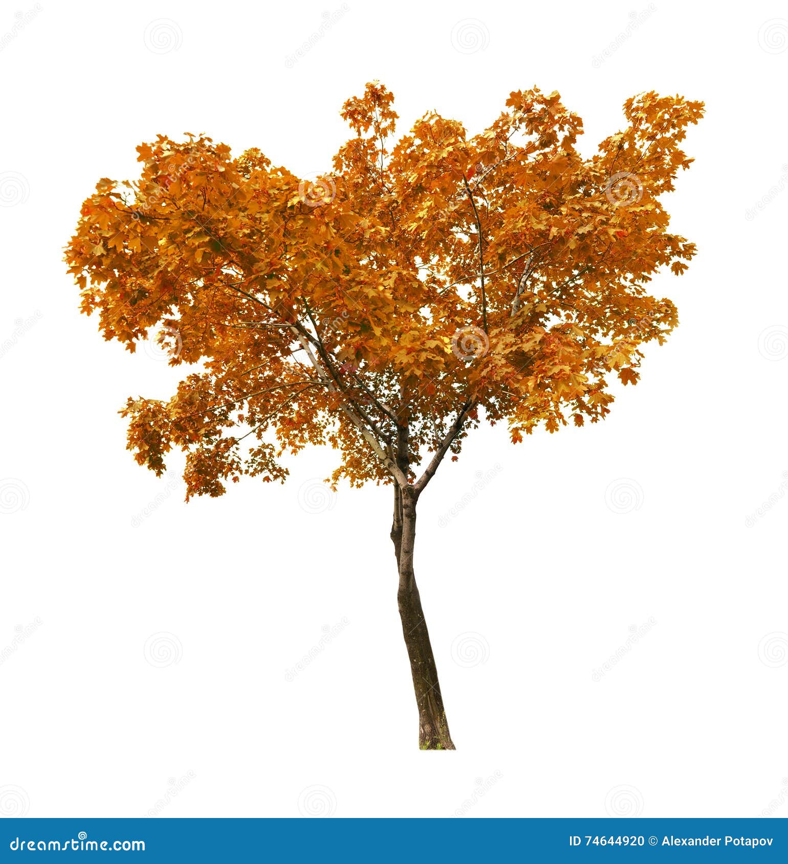 Fall Isolated on White Maple Tree Stock Photo - Image of isolated ...