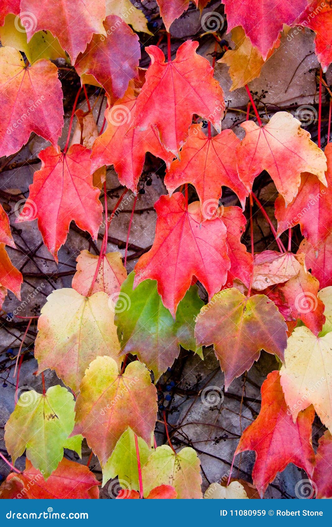 Fall Ivy Leaves stock image. Image of leaves, plant, fall - 11080959