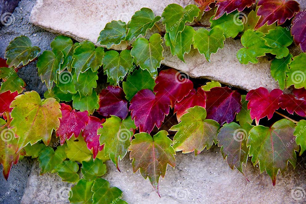 Fall Ivy Leaves stock photo. Image of green, fall, november - 11081016