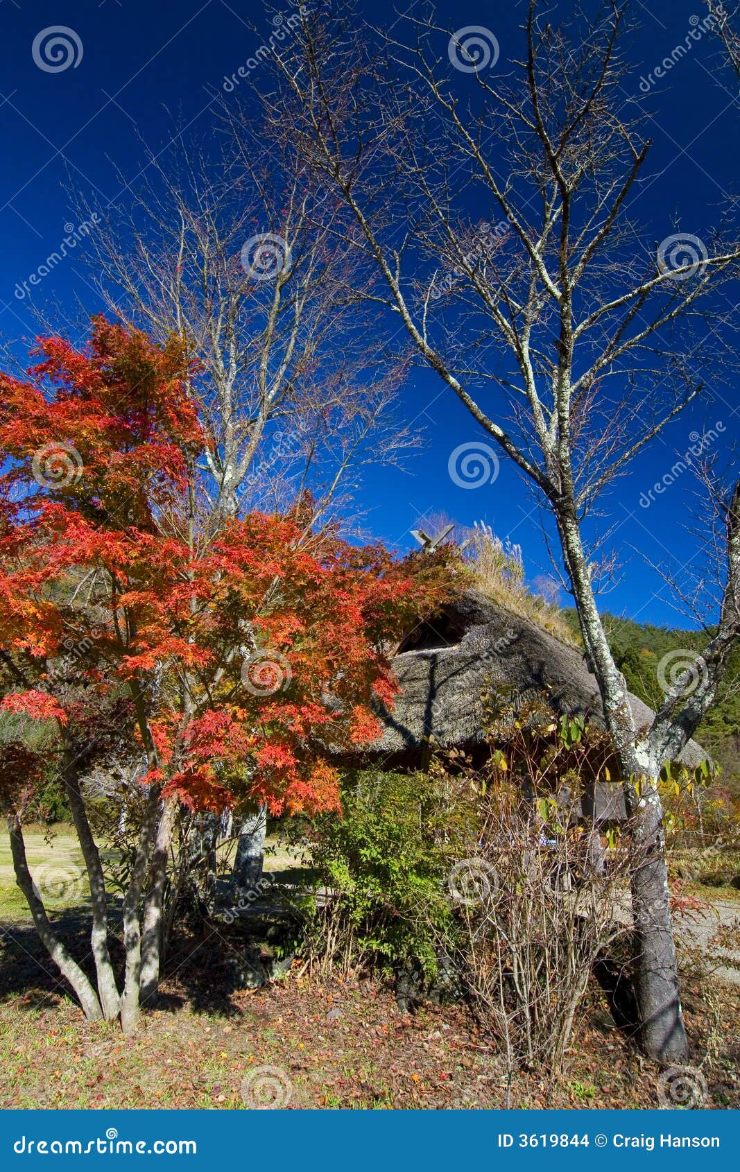 Fall in Japan II stock photo. Image of orange, trees, asian - 3619844