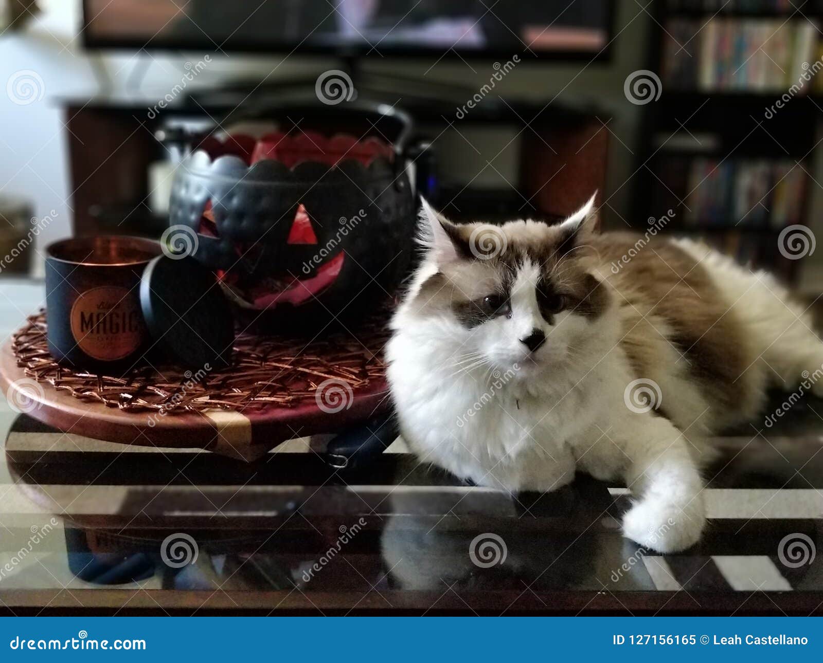 Fall kitty stock image. Image of serious, cute, fall - 127156165