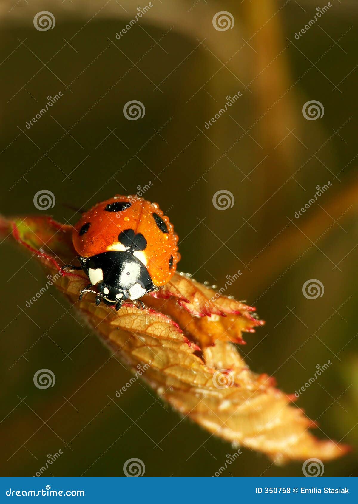Fall ladybug stock photo. Image of macro, yellow, ladybug - 350768