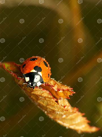 Fall ladybug stock photo. Image of macro, yellow, ladybug - 350768
