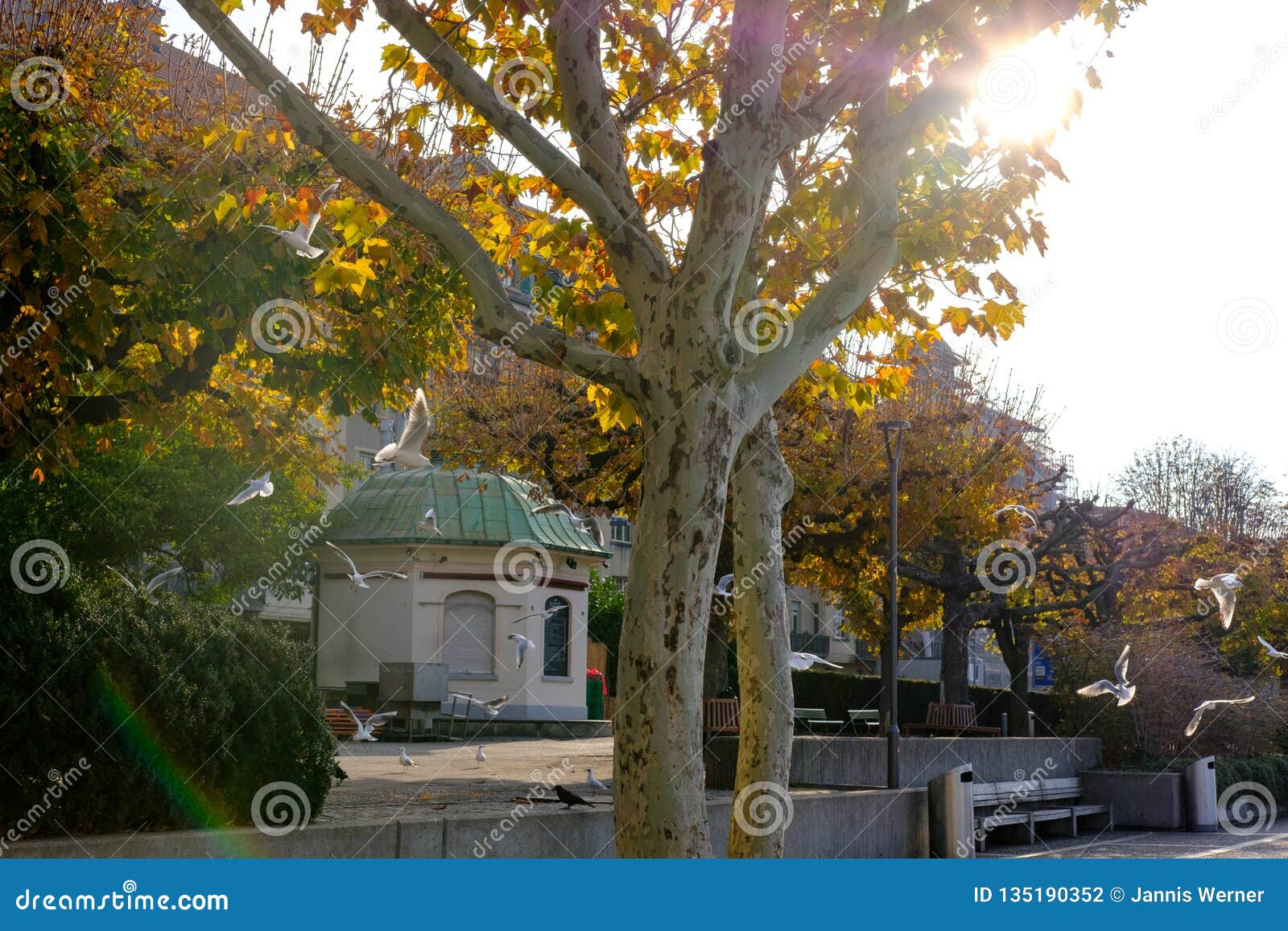 Fall by Lake Zurich stock photo. Image of seasons, europe - 135190352