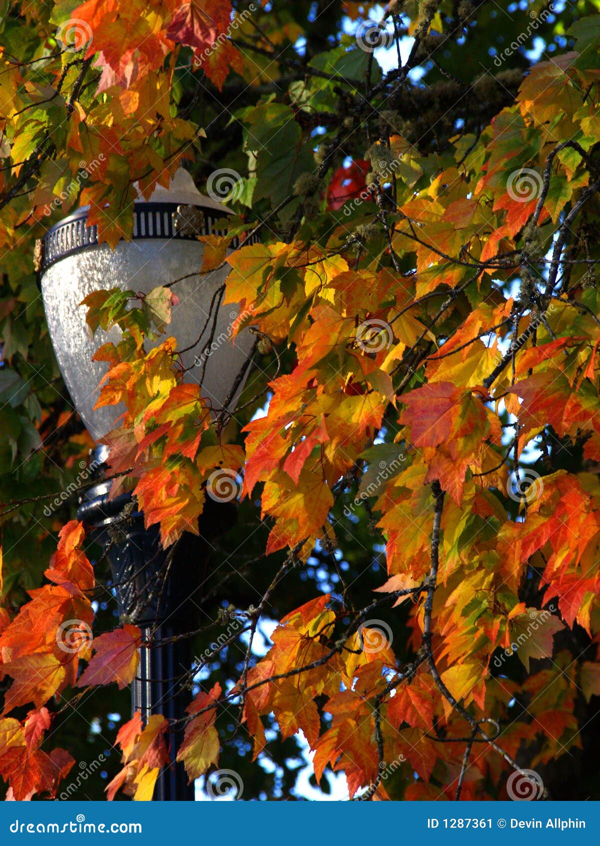 Fall Lamp stock image. Image of branch, leaves, november - 1287361