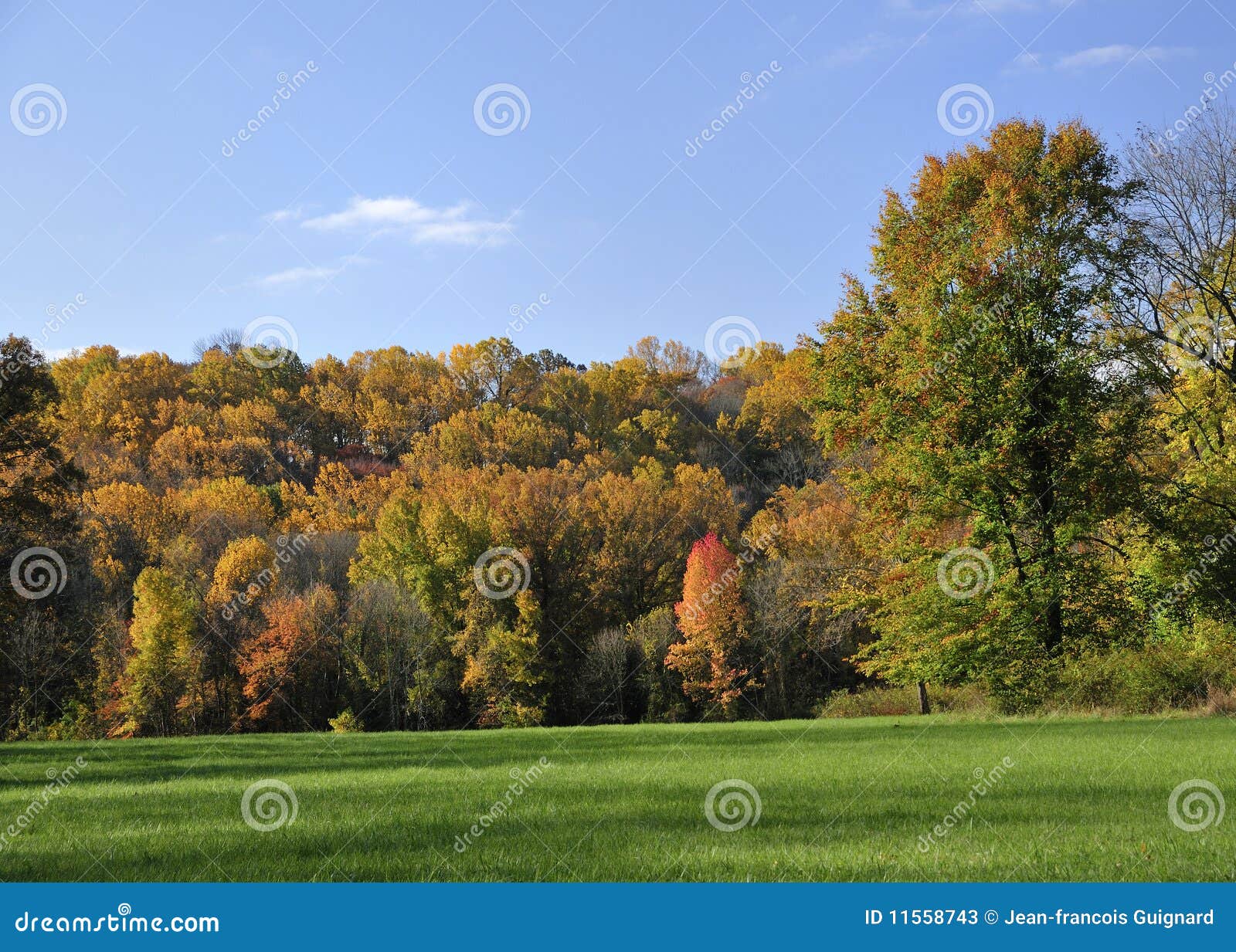 Fall landscape stock image. Image of maple, season, autumn - 11558743
