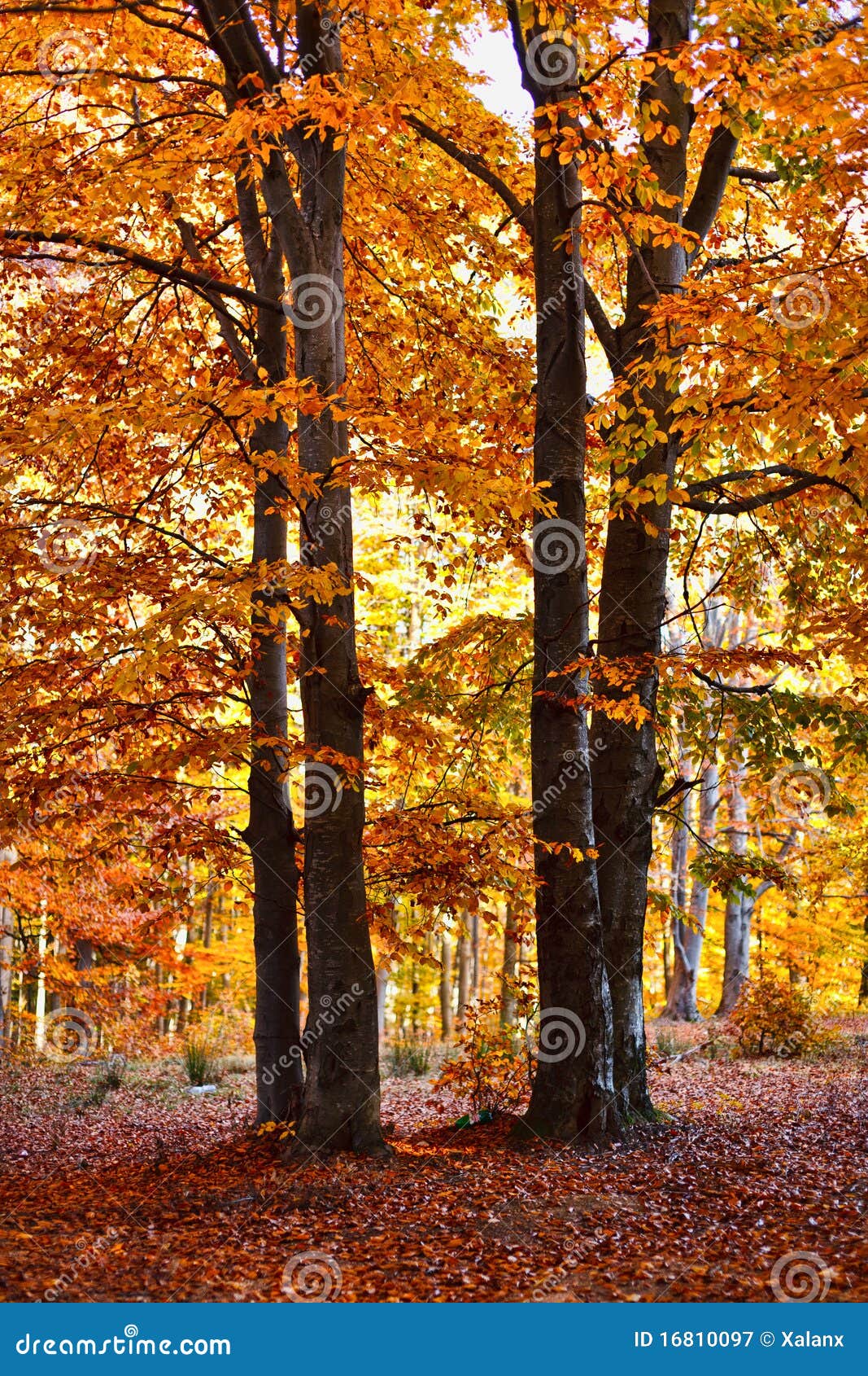 Fall landscape stock image. Image of fresh, field, foliage - 16810097