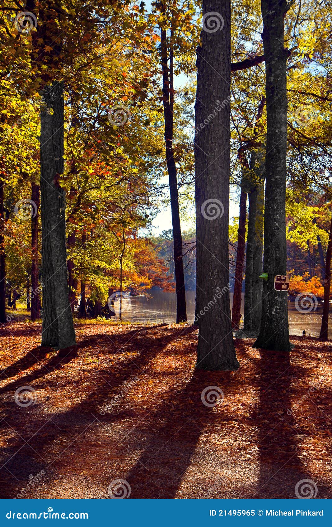 Fall landscape stock image. Image of forests, nature - 21495965