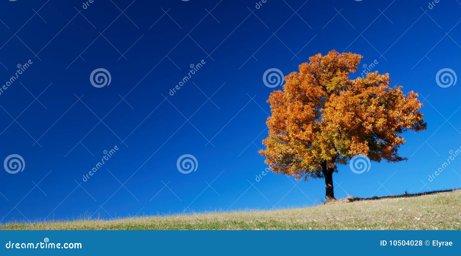Fall Landscape and Blue Sky Stock Photo - Image of isolated, space ...