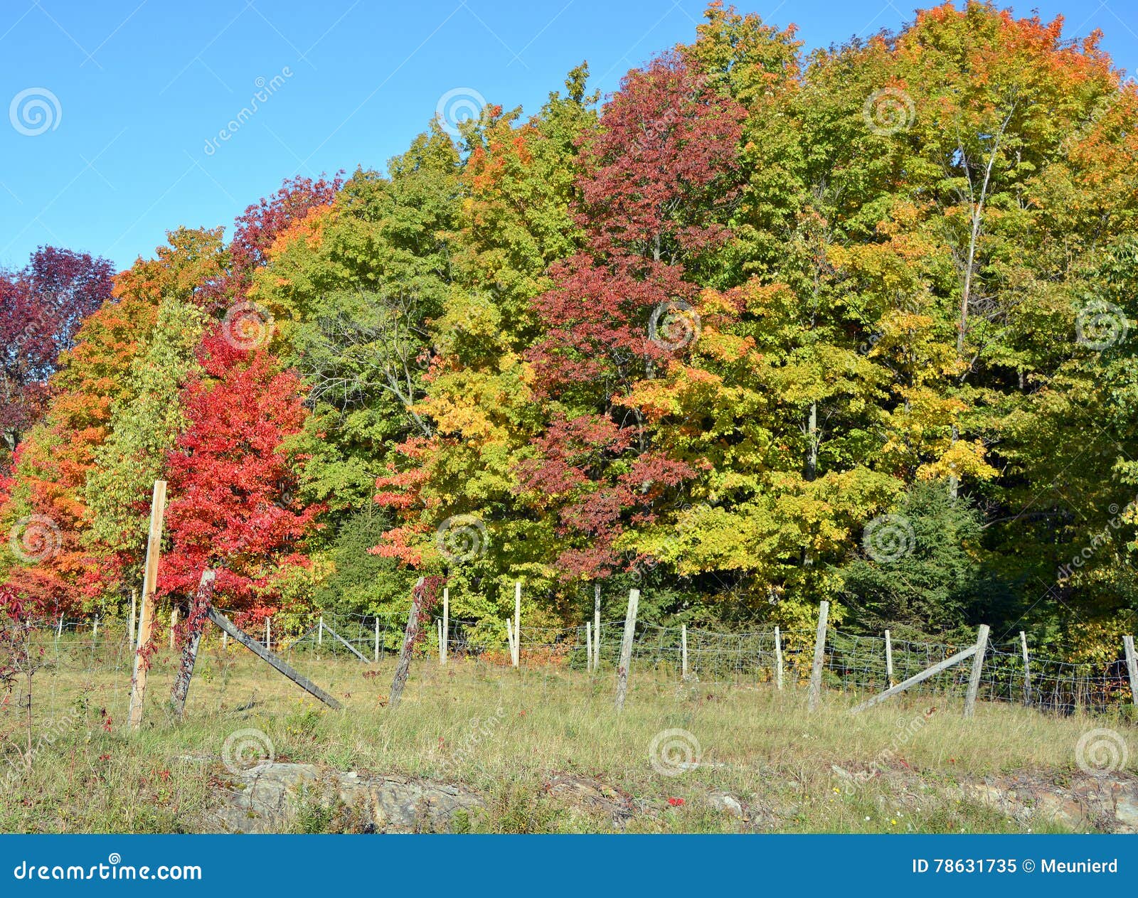 Fall landscape, stock image. Image of meadow, park, bridge - 78631735