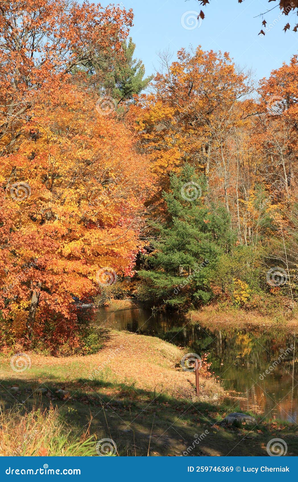 Fall Landscape stock image. Image of nature, creek, trees - 259746369