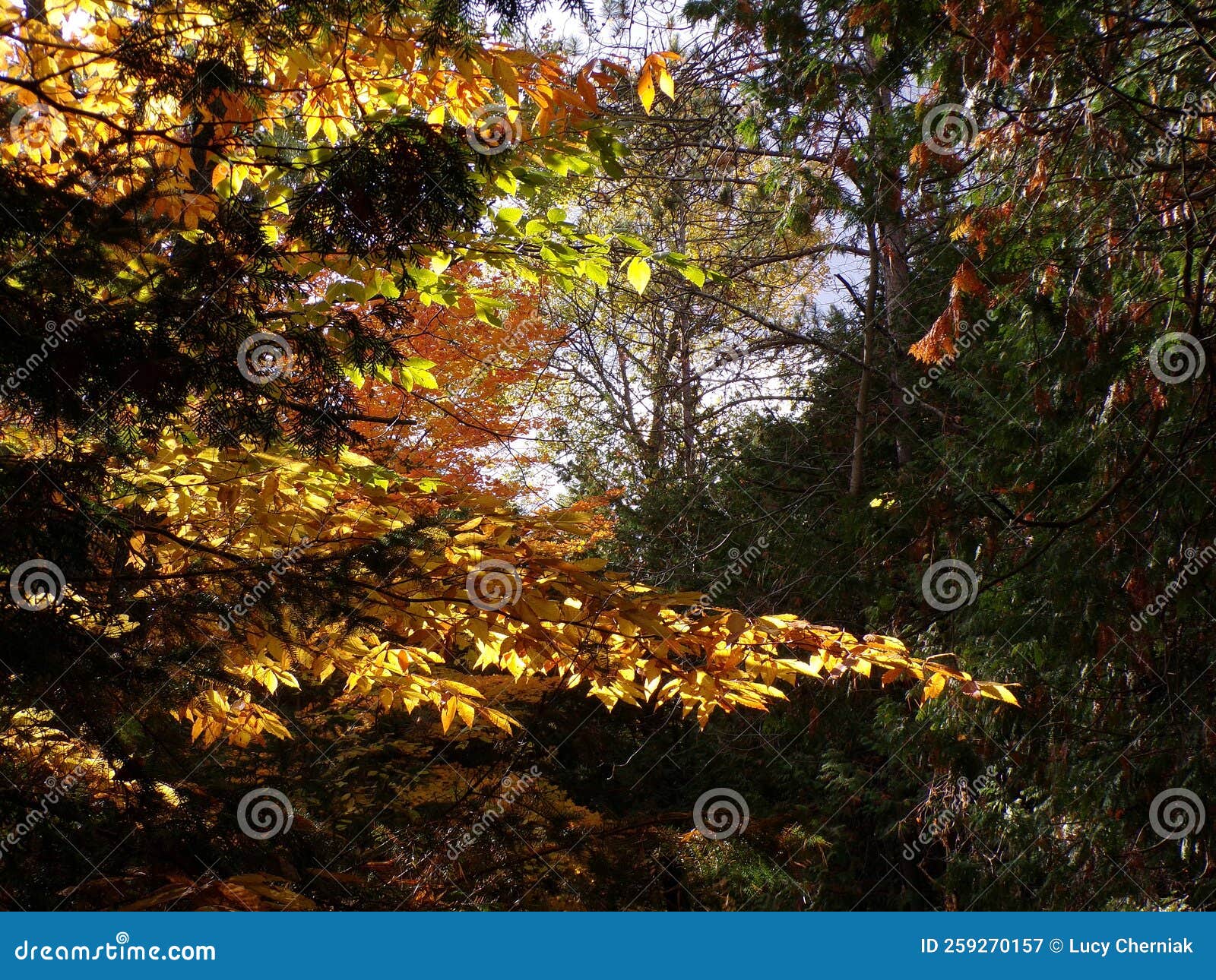 Fall Landscape stock image. Image of trees, lake, branch - 259270157