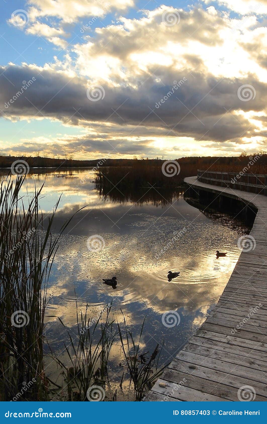 Fall landscape with ducks stock image. Image of bird - 80857403