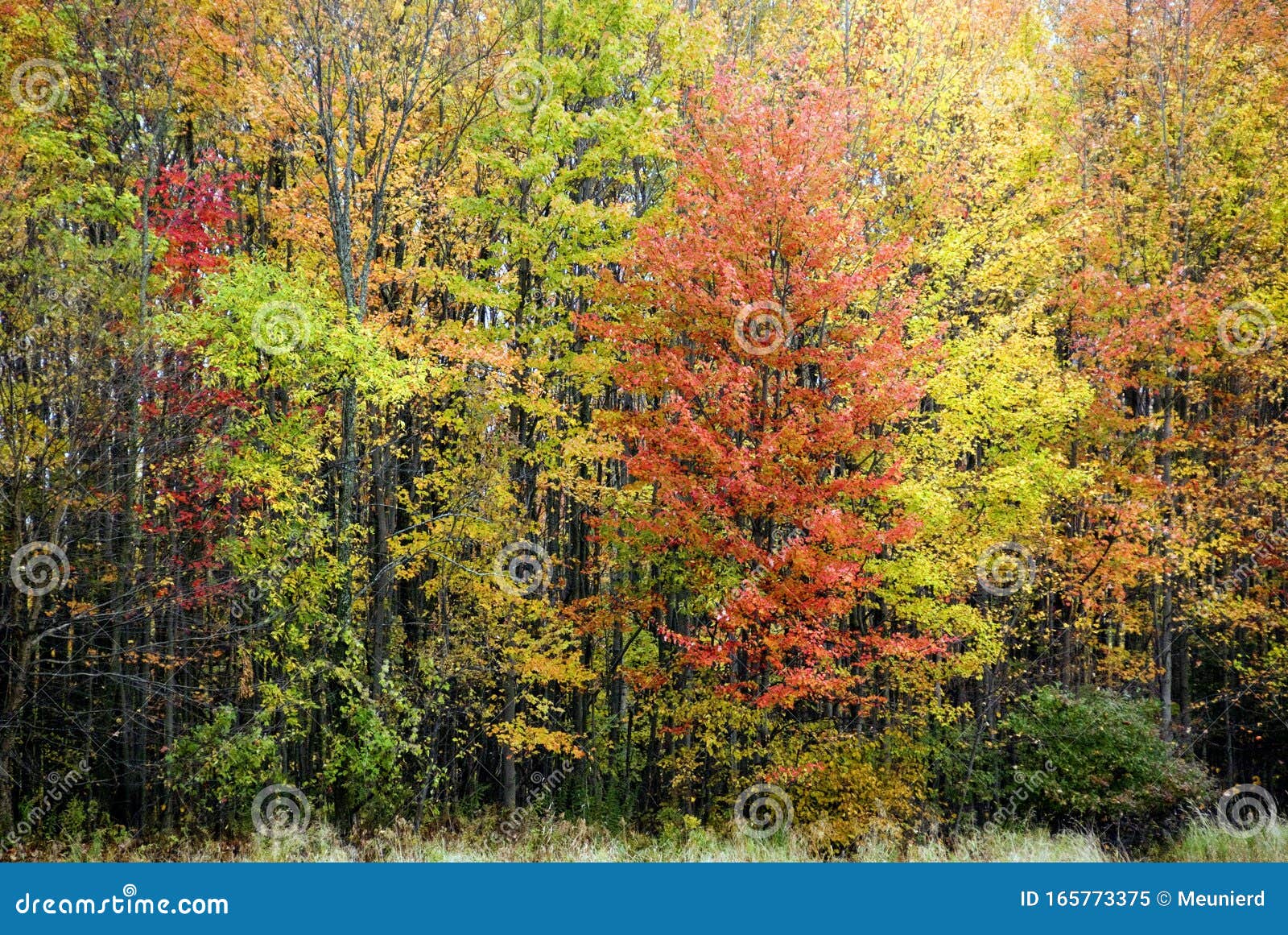 Fall Landscape Eastern Township Stock Image - Image of autumn, design ...