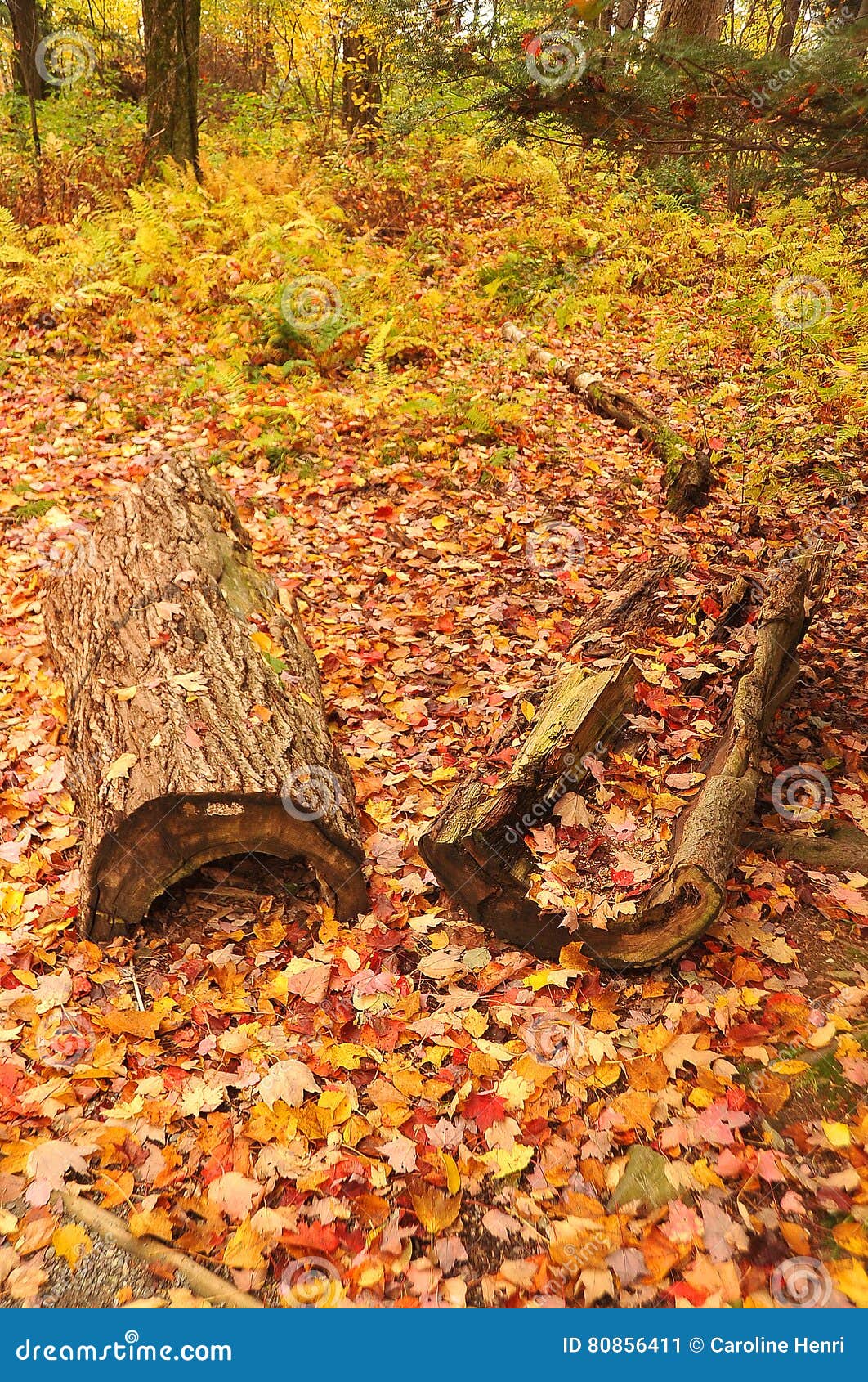 Fall landscape with logs stock image. Image of landscapes - 80856411