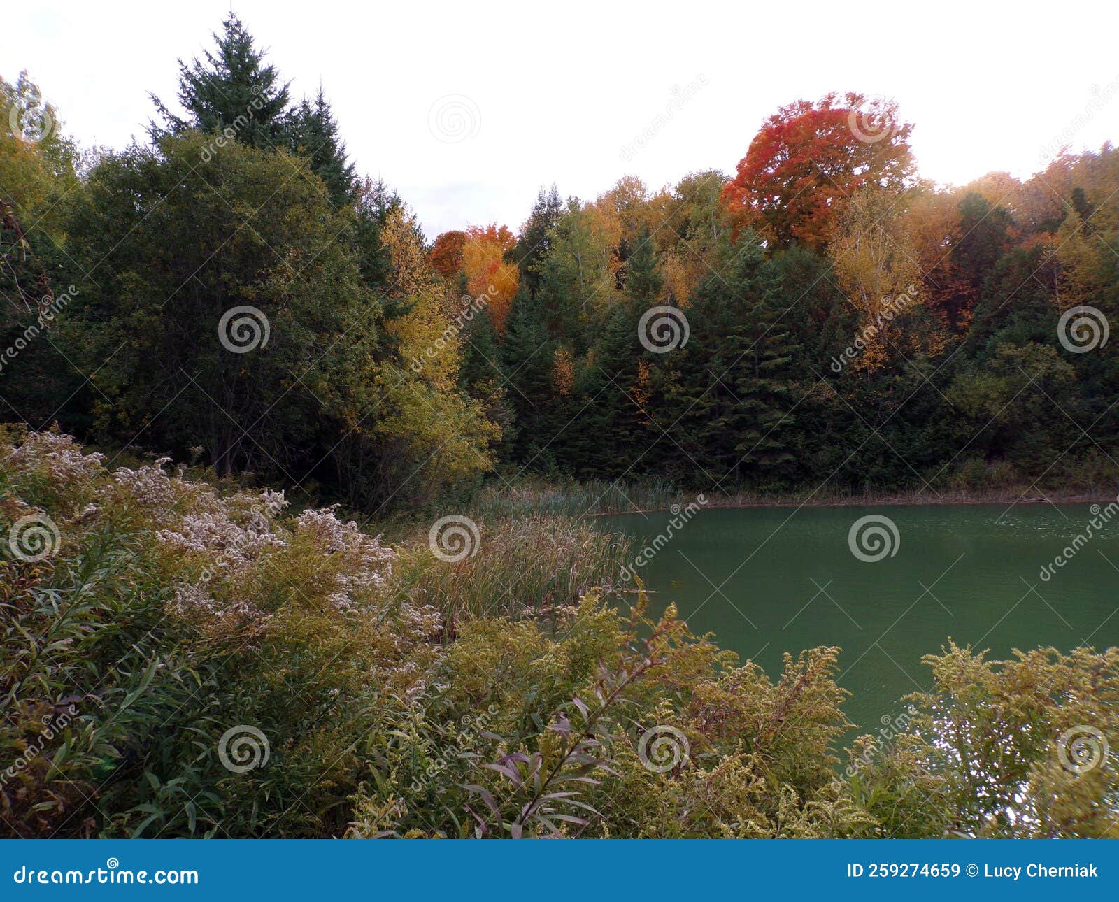 Fall Landscape with Pond stock image. Image of leaves - 259274659