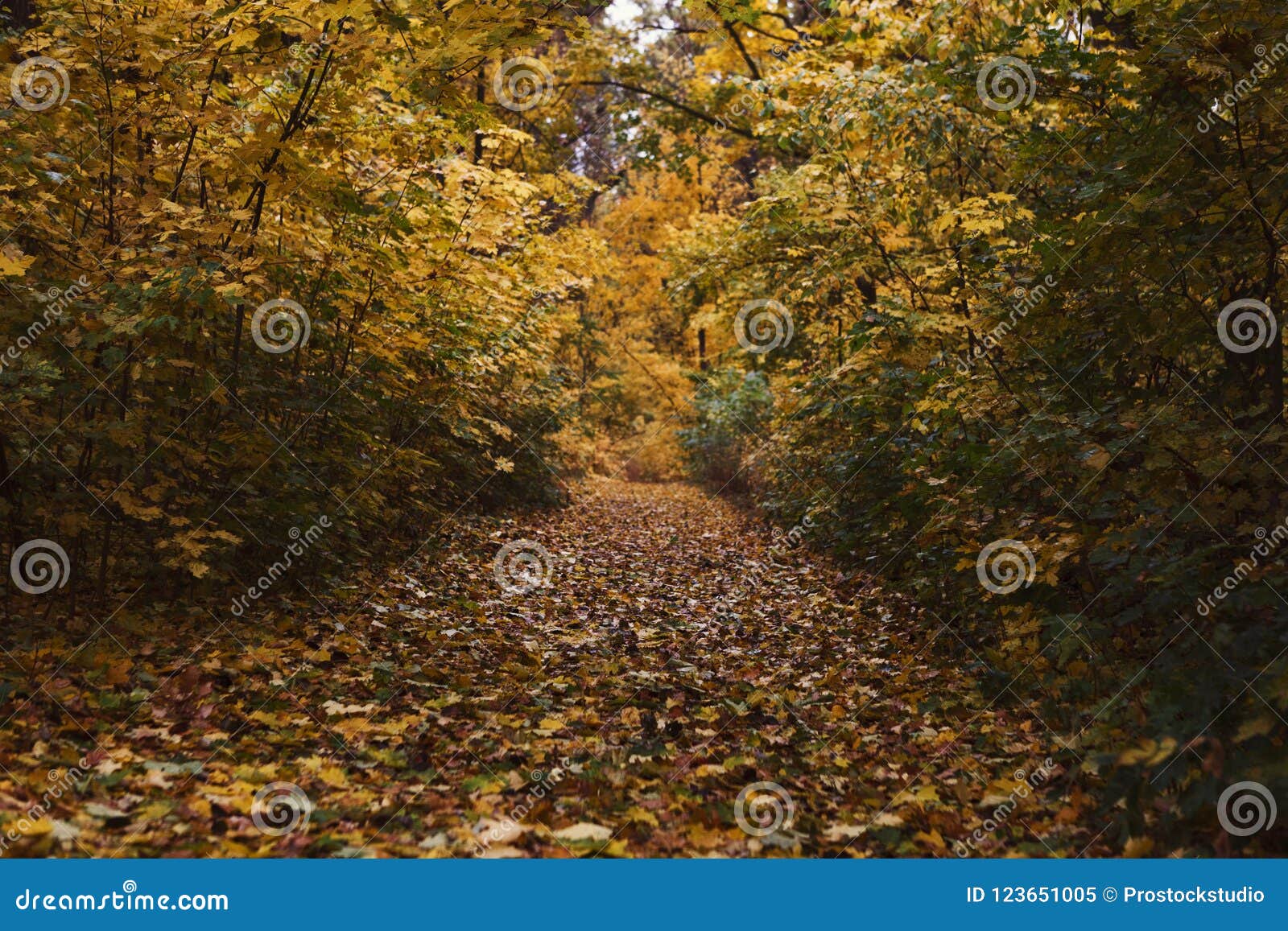 Fall Landscape with Path through Golden Trees Stock Image - Image of ...