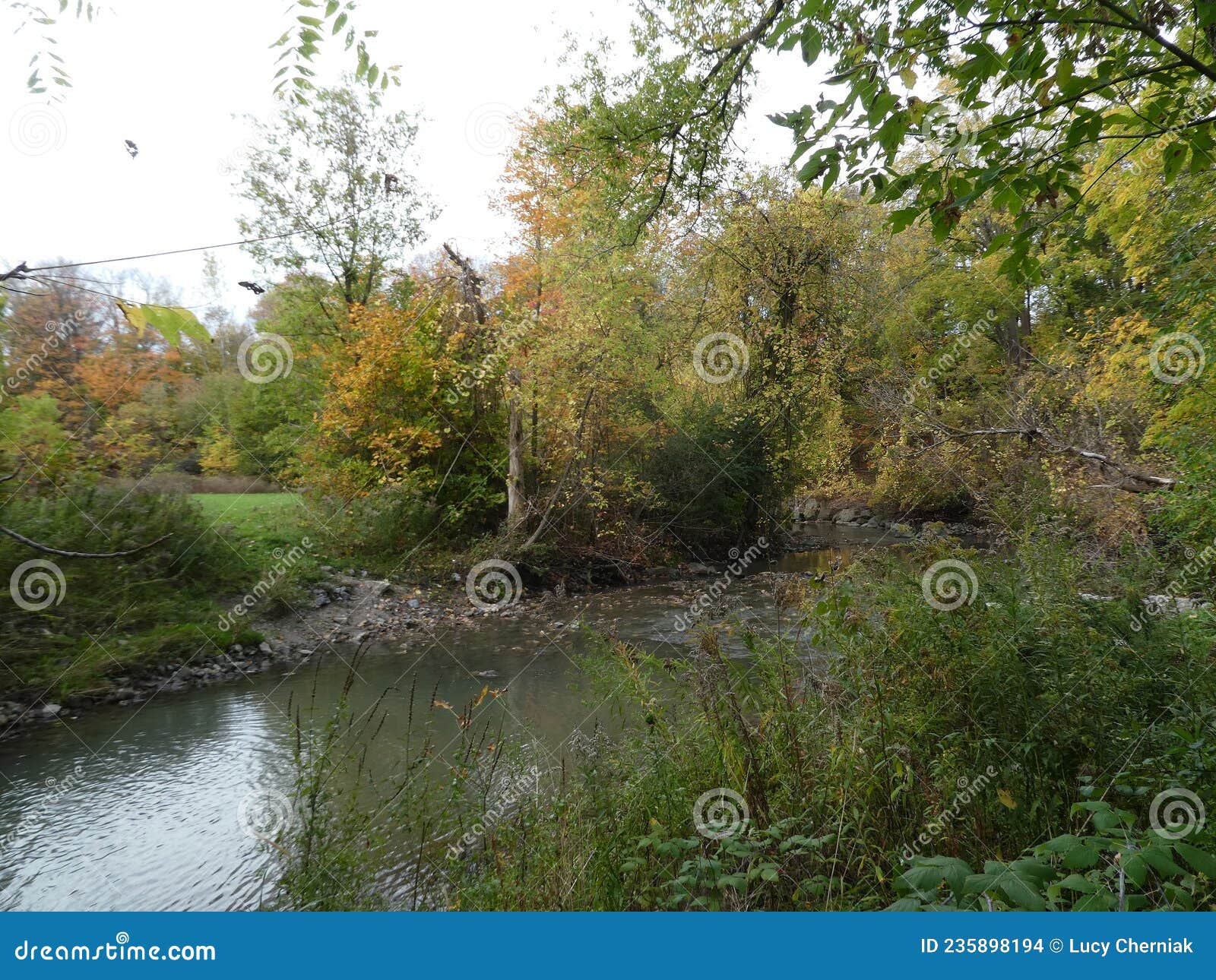 Fall landscape stock photo. Image of plant, nature, leaves - 235898194