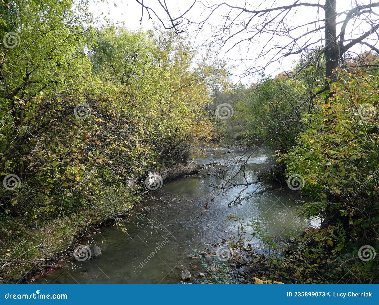 Fall landscape stock image. Image of nature, trees, tree - 235899073