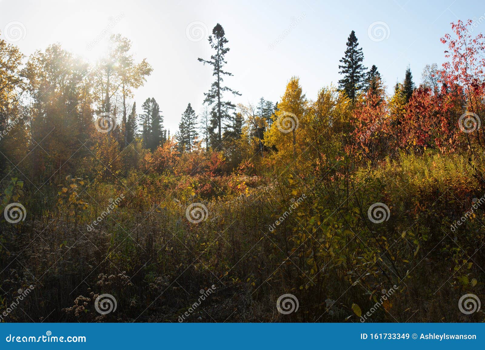 Fall Landscape Scenery Colorful Sun Bright Day Stock Image - Image of ...