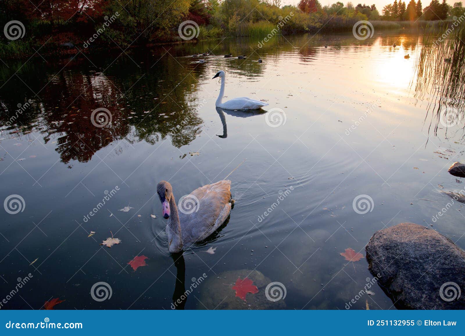 Fall Landscape of Swans in the Pond of the Public Park at Sunset Stock ...