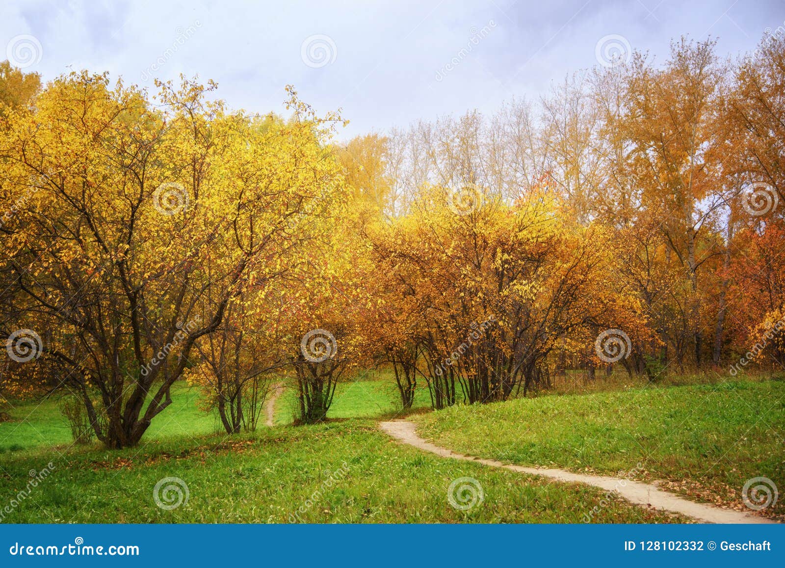 Fall Landscape: Walkway Path in Forest Consisting of Wilding Apple ...