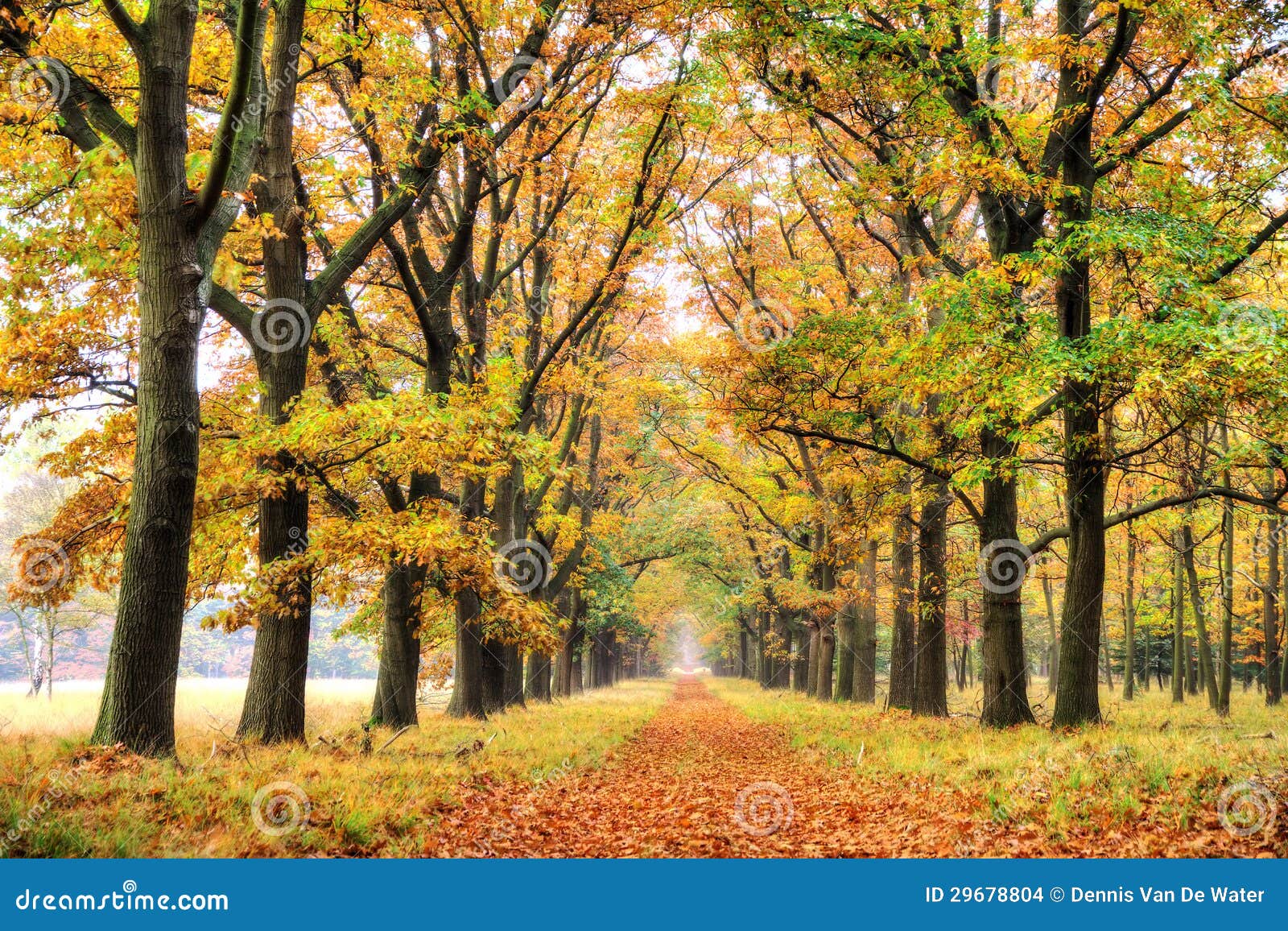 Fall lane stock photo. Image of orange, forest, nature - 29678804