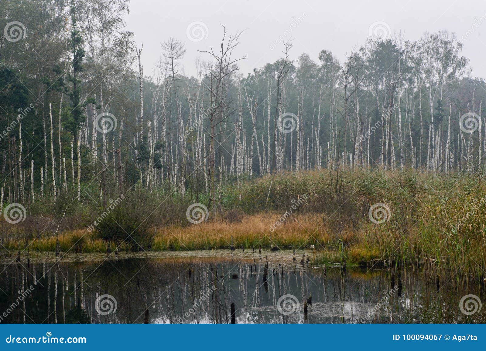 Fall Lanscape with Birch Trees and Swamp Pond Stock Image - Image of ...