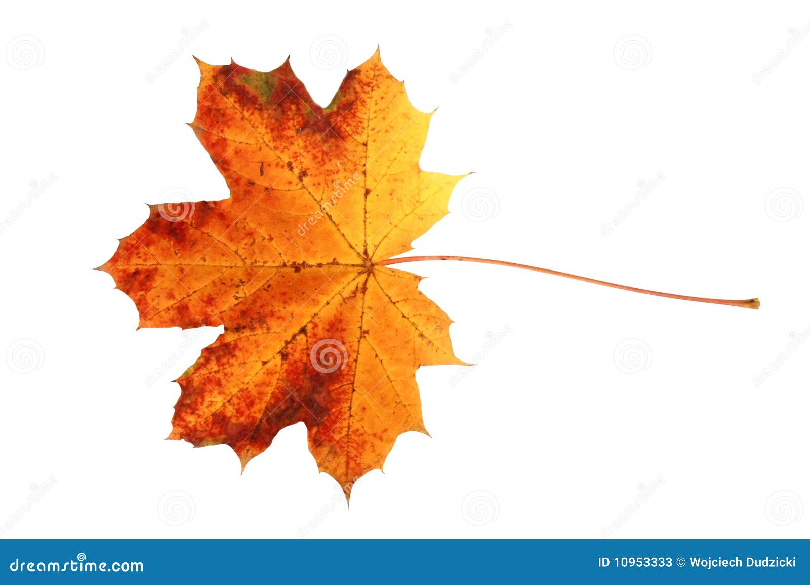 Fall Leaf Stock Image Image Of Single Background Leaf 10953333