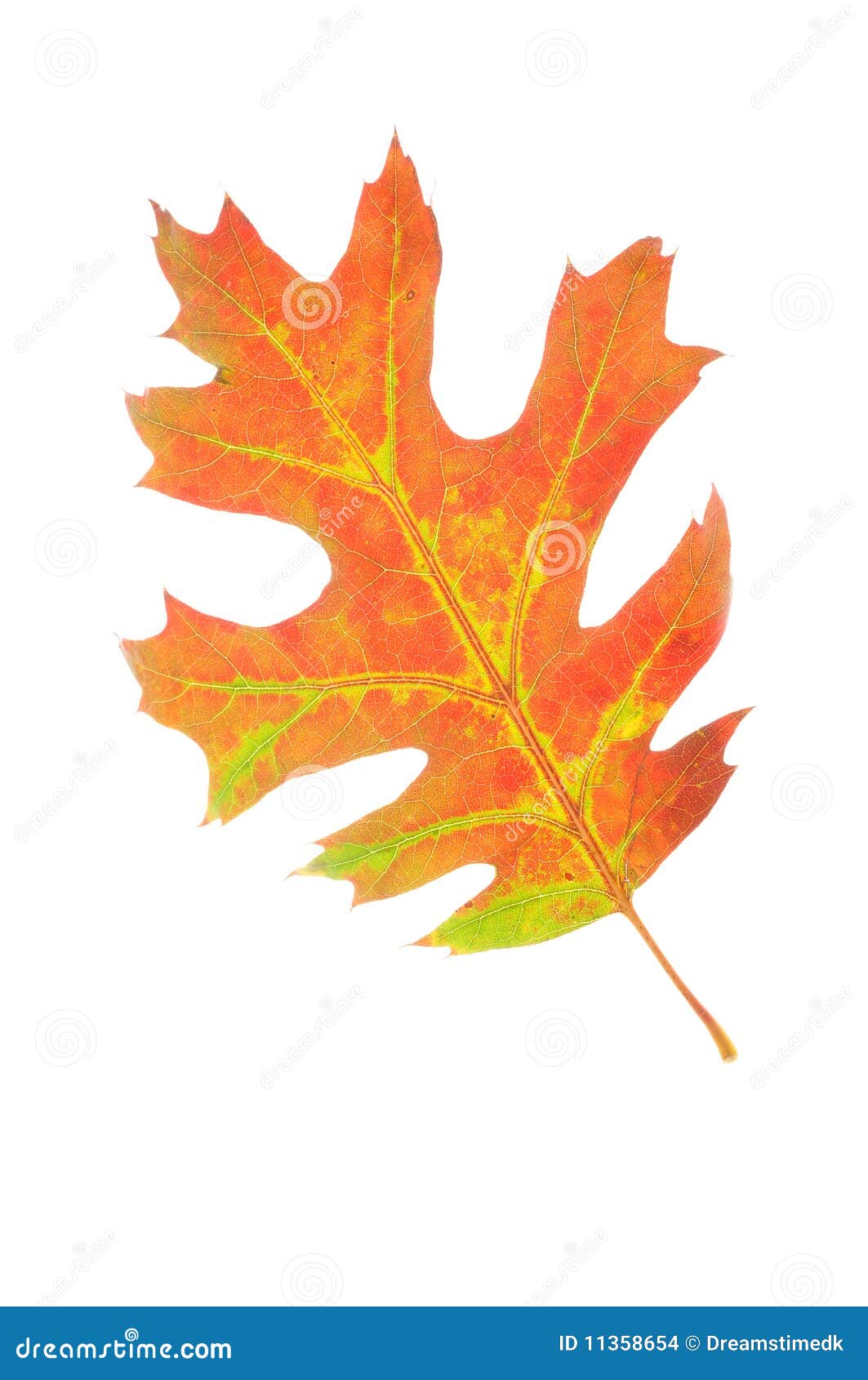 Fall Leaf Stock Images - Image: 11358654
