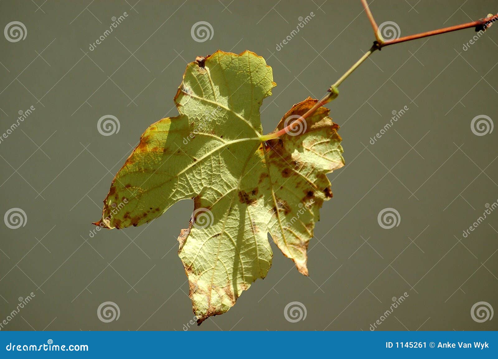Fall leaf stock image. Image of leaves, blanc, dead, green - 1145261