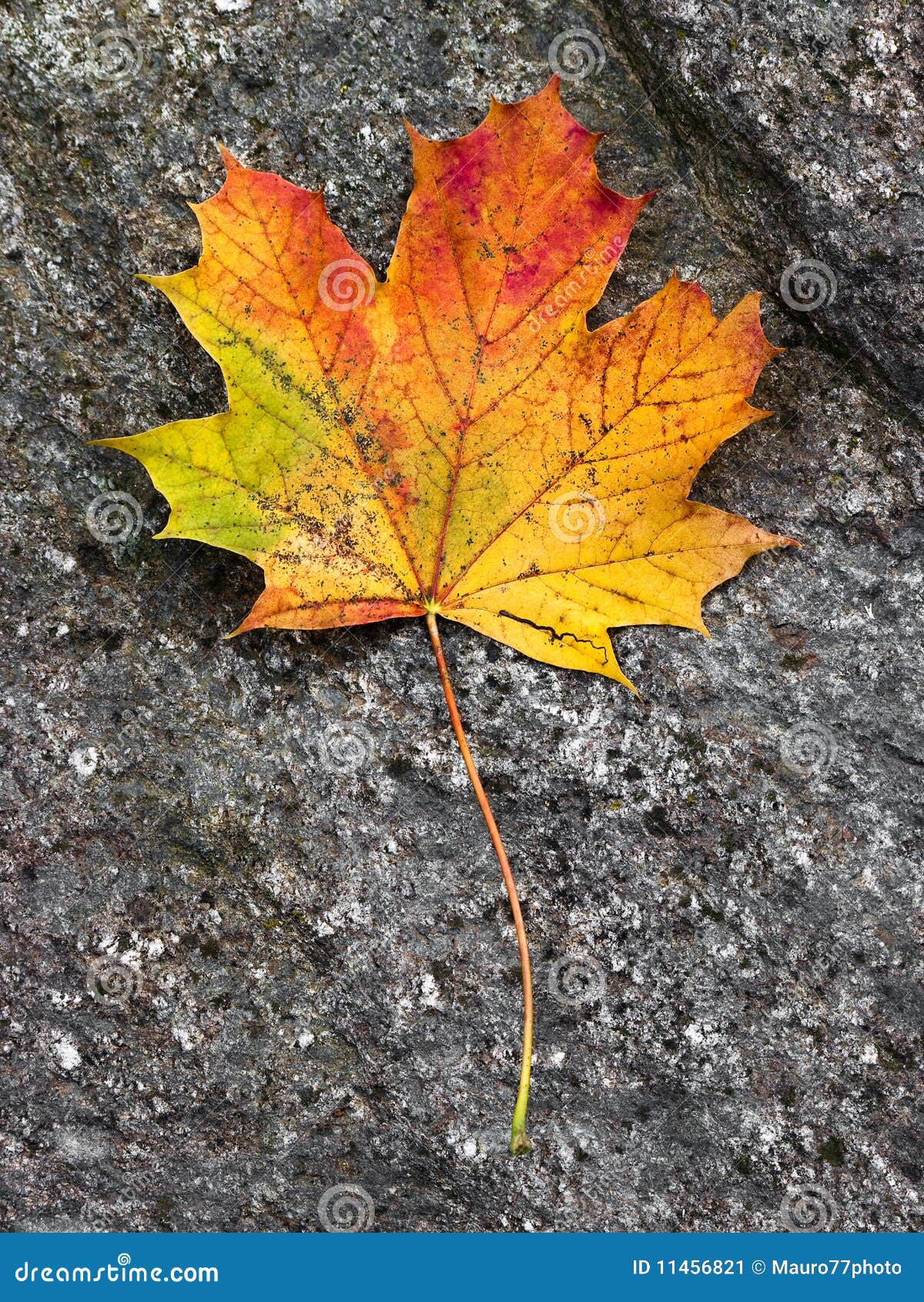 Fall leaf stock image. Image of natural, reddish, leaf - 11456821